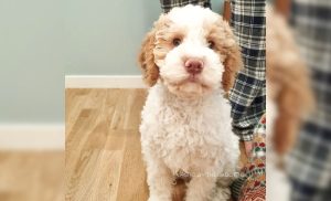 9 Lagotto Romagnolo Colors With 6 Unique Markings