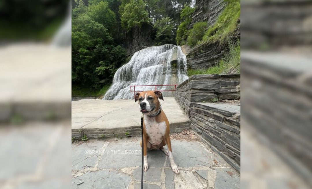 9 Unique Boxer Colors And 5 Markings You Never Knew Existed