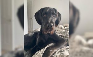 43 Boxer Mixes That Will Make You Fall In Love (With Pictures)