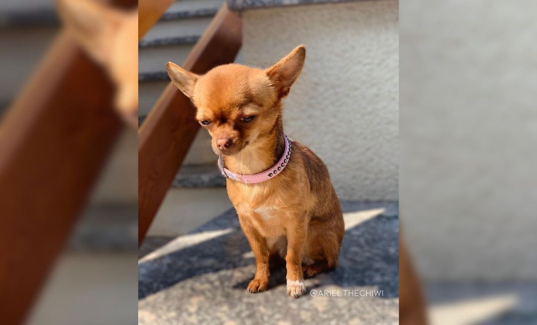 34 Stunning Chihuahua Colors And 11 Unique Markings