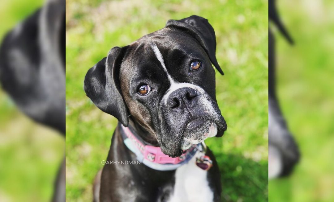 9 Unique Boxer Colors And 5 Markings You Never Knew Existed