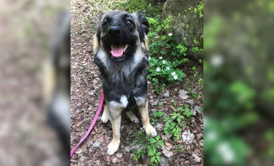 Get to Know 15+ Brittany Mixes That Are A Furry Fun Delight