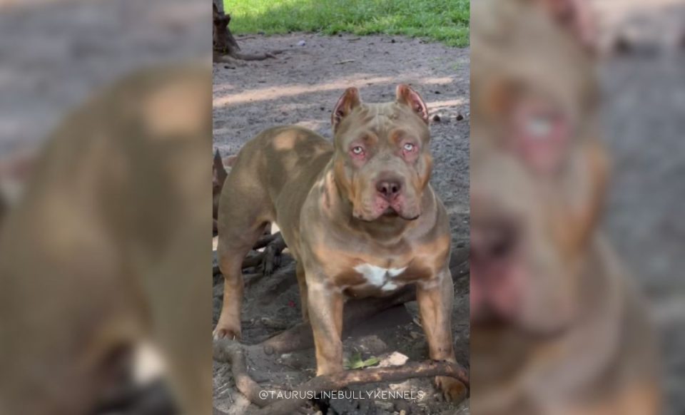 33 American Bully Colors: Which Colors Indicate Health Issues?