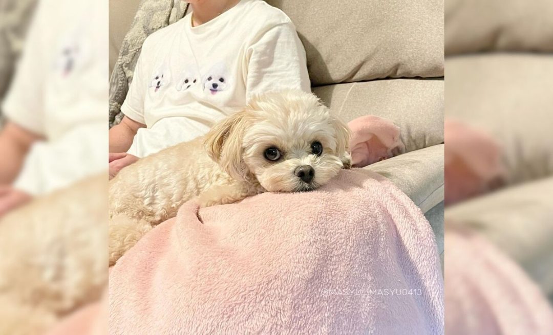 5+ Maltese Colors And Dealing With Discolorations