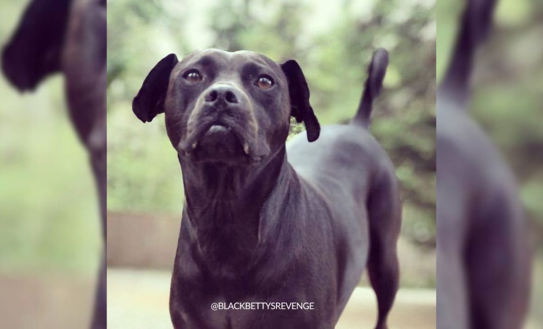 33 Gorgeous Pug Mixes To Make You Smile (With Pictures)