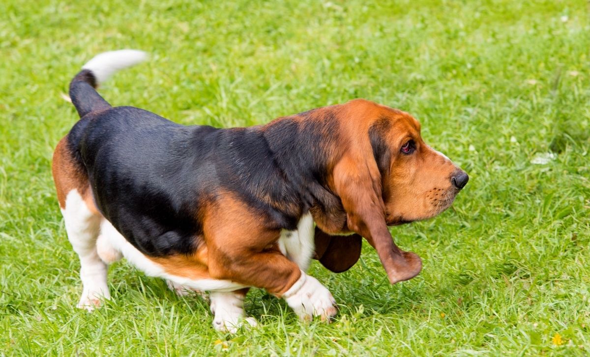 Basset Hound Growth Stages And Care Tips
