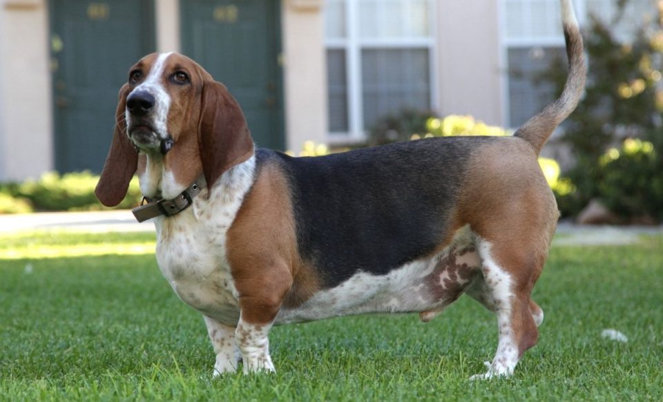 Basset Hound Growth Stages And Care Tips