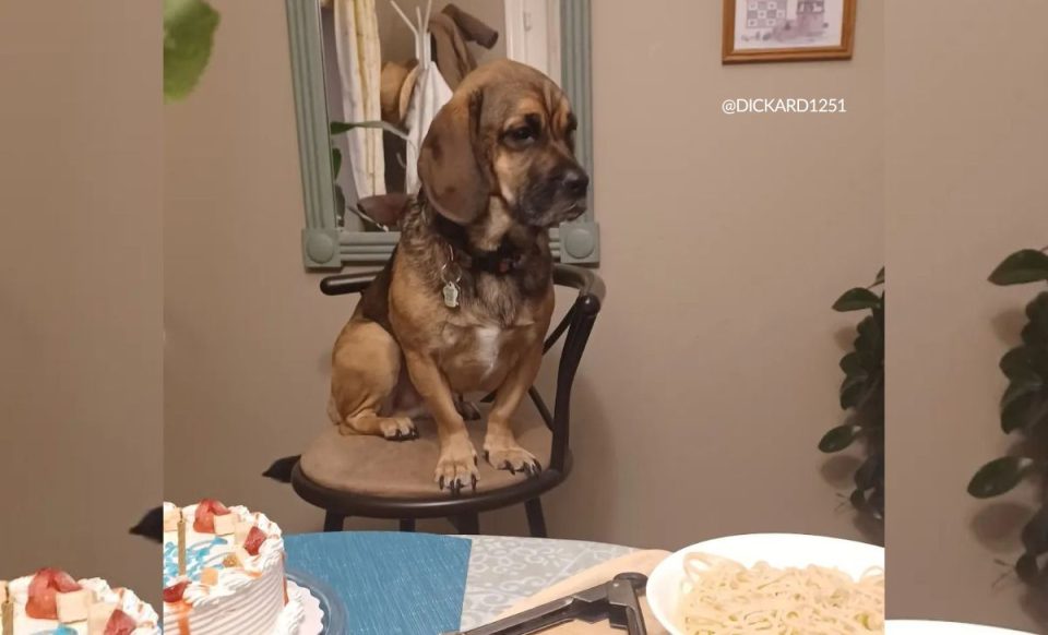 33 Gorgeous Pug Mixes To Make You Smile (With Pictures)