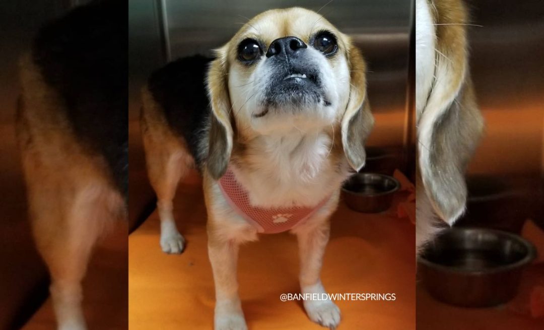 33 Gorgeous Pug Mixes To Make You Smile (With Pictures)