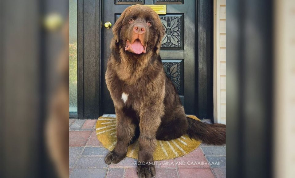 11 Newfoundland Colors And Easy Grooming Tips - Breed Atlas