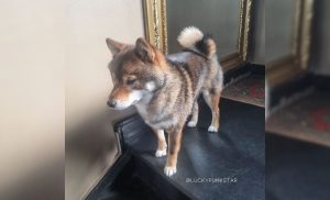 11+ Beautiful Shiba Inu Colors That Will Make You Gasp