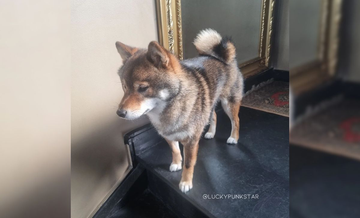 11+ Beautiful Shiba Inu Colors That Will Make You Gasp