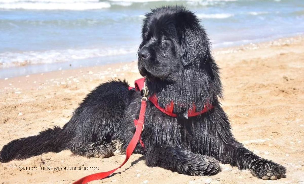 11 Newfoundland Colors And Easy Grooming Tips - Breed Atlas