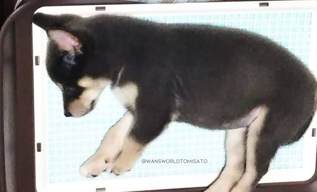 11+ Beautiful Shiba Inu Colors That Will Make You Gasp