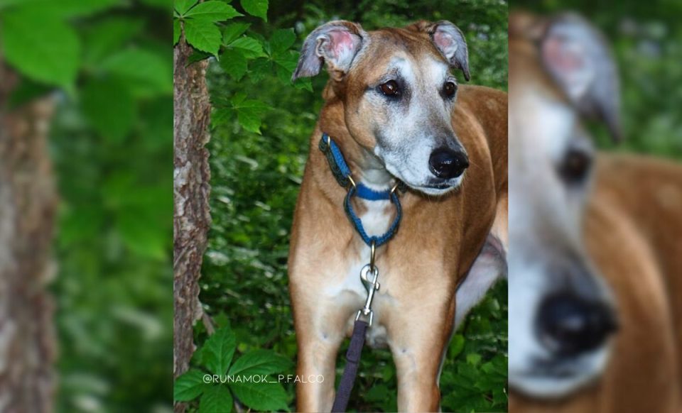 19 Borzoi Mixes With Long Snouts And Loving Hearts