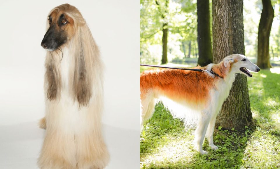 19 Borzoi Mixes With Long Snouts And Loving Hearts