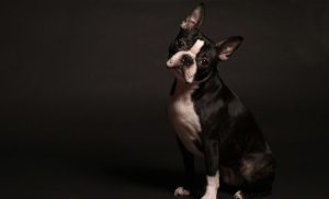 Boston Terrier Growth Chart For Raising The American Gentleman