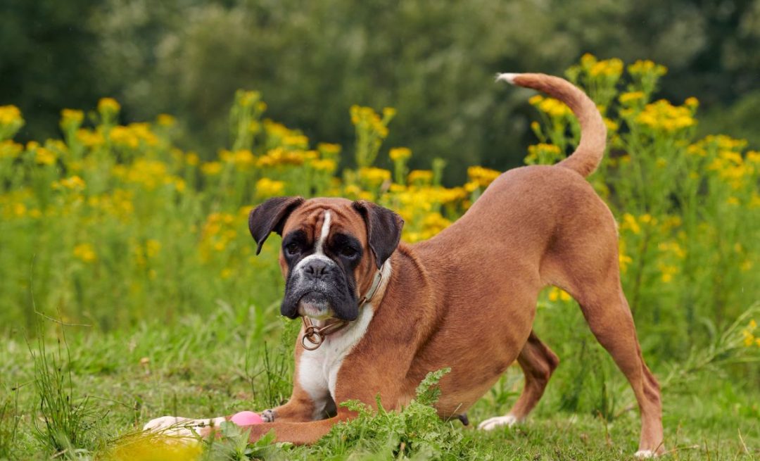 27 Dogs That Look Like Pitbulls But Are Not (With Pictures)