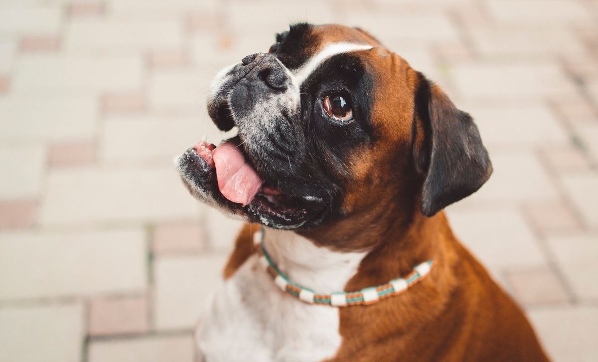 Boxer Growth Chart: Tracking Your Furry Tornado's Development