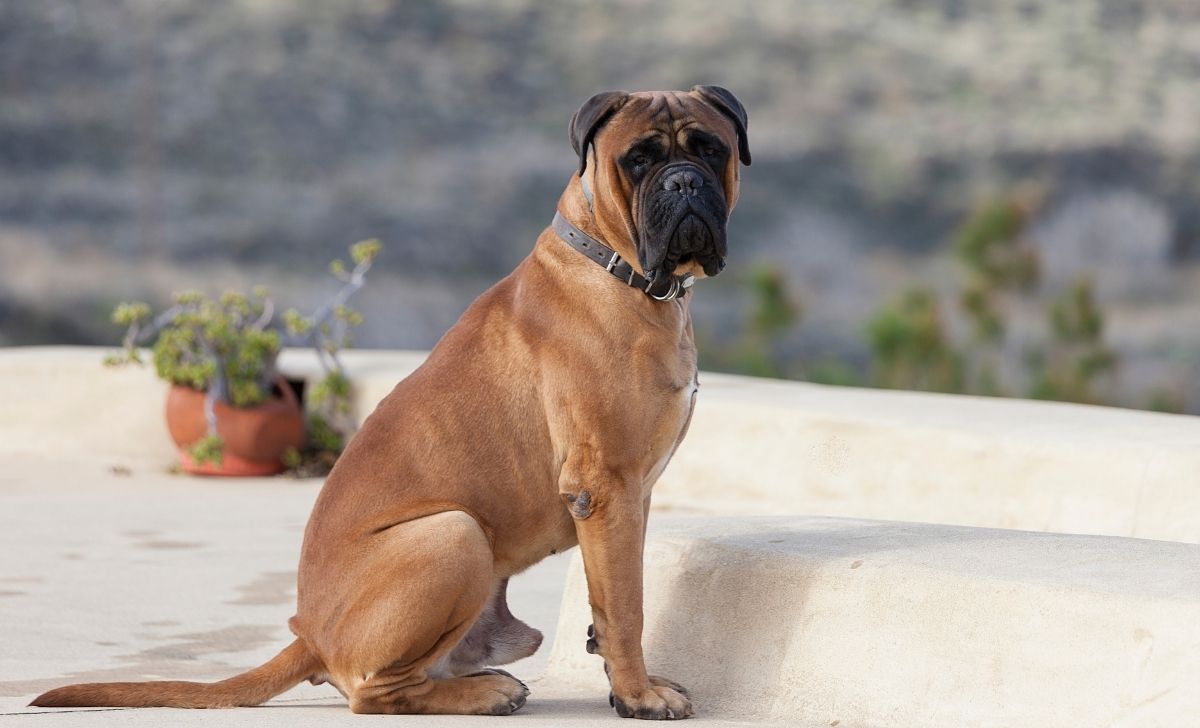 Bullmastiff Growth Chart And 7 Tips to Help Them Grow Healthy