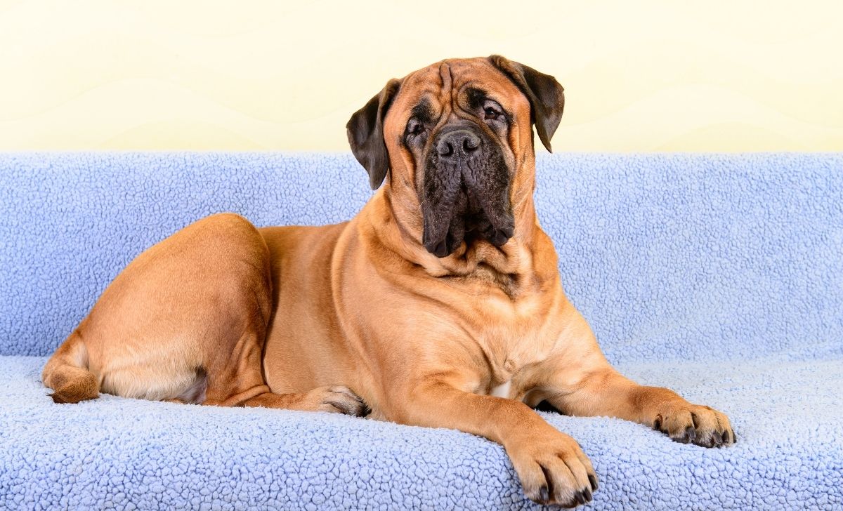 Bullmastiff Growth Chart And 7 Tips to Help Them Grow Healthy