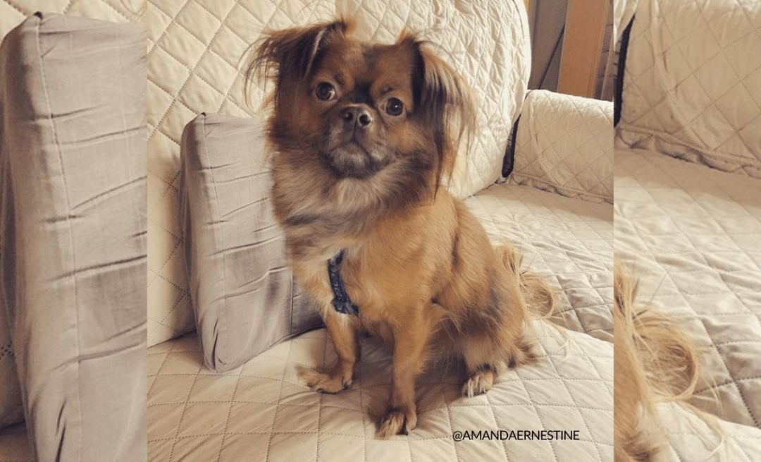 33 Gorgeous Pug Mixes To Make You Smile (With Pictures)