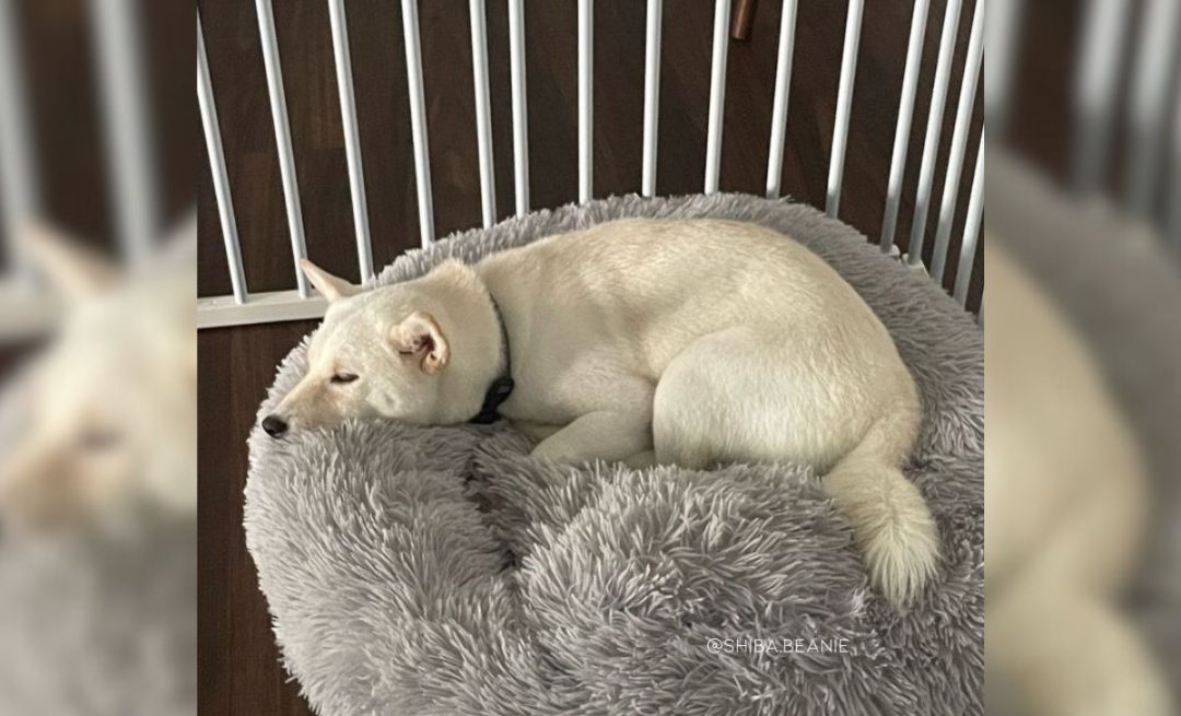 11+ Beautiful Shiba Inu Colors That Will Make You Gasp