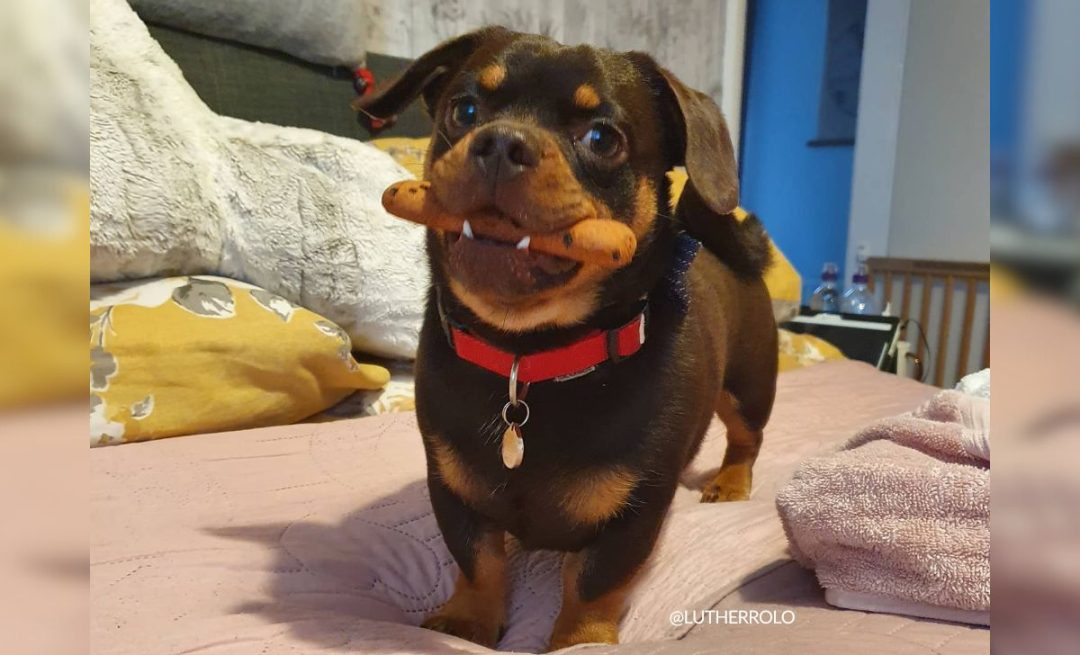 33 Gorgeous Pug Mixes To Make You Smile (With Pictures)