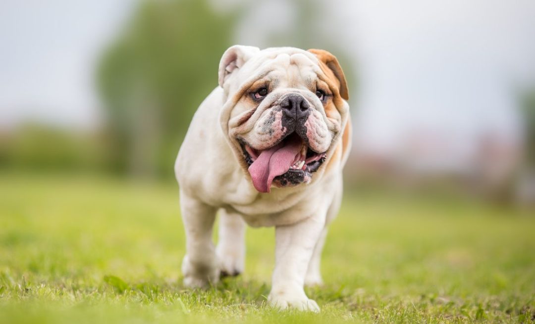 27 Dogs That Look Like Pitbulls But Are Not (With Pictures)