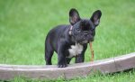 French Bulldog Growth Chart With A Comprehensive Guide To Frenchie Growth