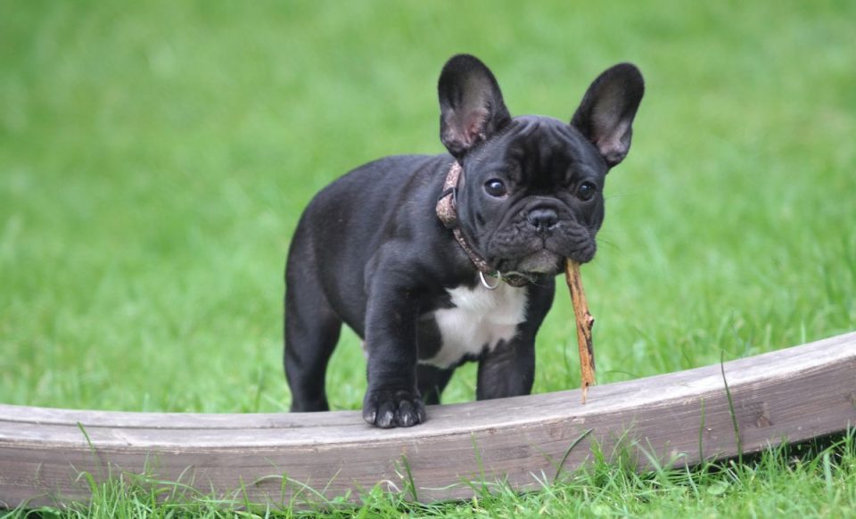 French Bulldog Growth Chart With A Comprehensive Guide To Frenchie Growth