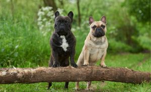 French Bulldog Growth Chart With A Comprehensive Guide To Frenchie Growth
