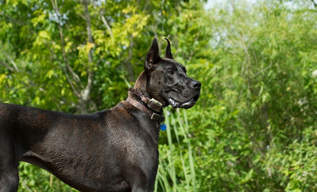 A Detailed Great Dane Feeding Chart With All The Crucial Answers