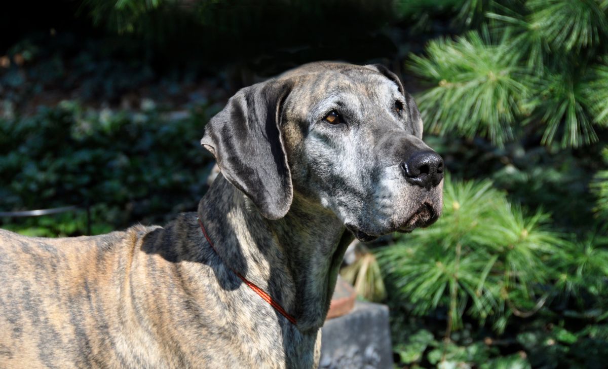 A Detailed Great Dane Feeding Chart With All The Crucial Answers