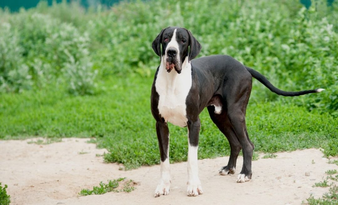Great Dane Growth Chart: How Big Do These Dogs Actually Get?