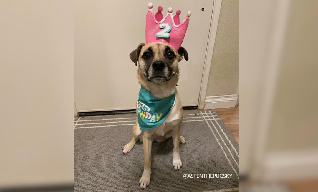 33 Gorgeous Pug Mixes To Make You Smile (With Pictures)