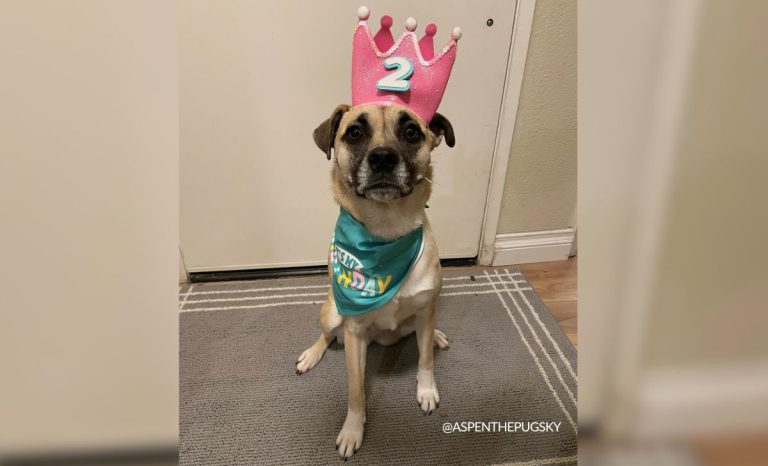 33 Gorgeous Pug Mixes To Make You Smile (With Pictures)