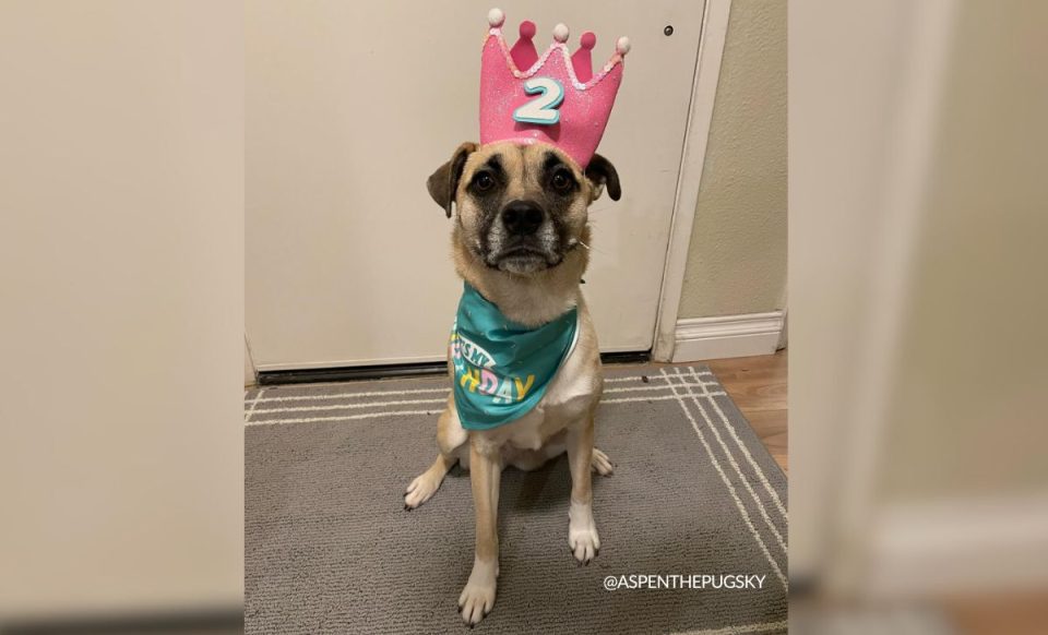 33 Gorgeous Pug Mixes To Make You Smile (With Pictures)