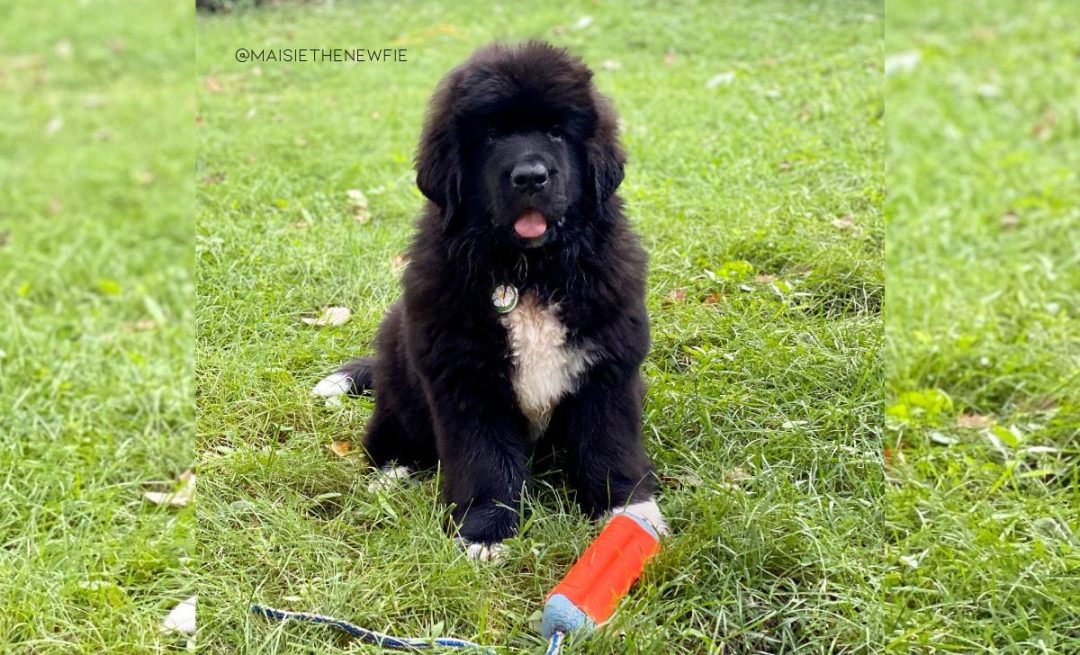 11 Newfoundland Colors And Easy Grooming Tips - Breed Atlas