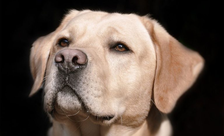 Dudley Labrador Is The Pink Nosed Doggo Everyone Loves