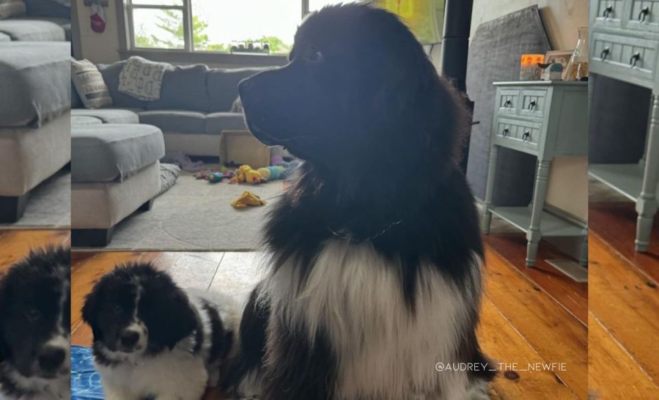 11 Newfoundland Colors And Easy Grooming Tips - Breed Atlas