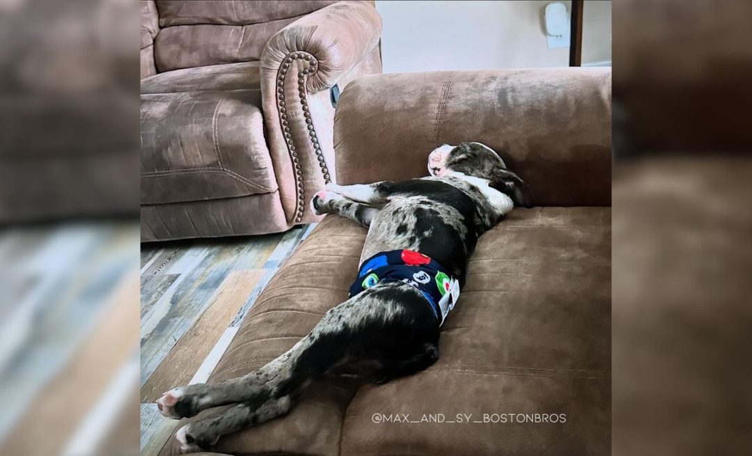 15+ Adorable Boston Terrier Colors You Won't Resist