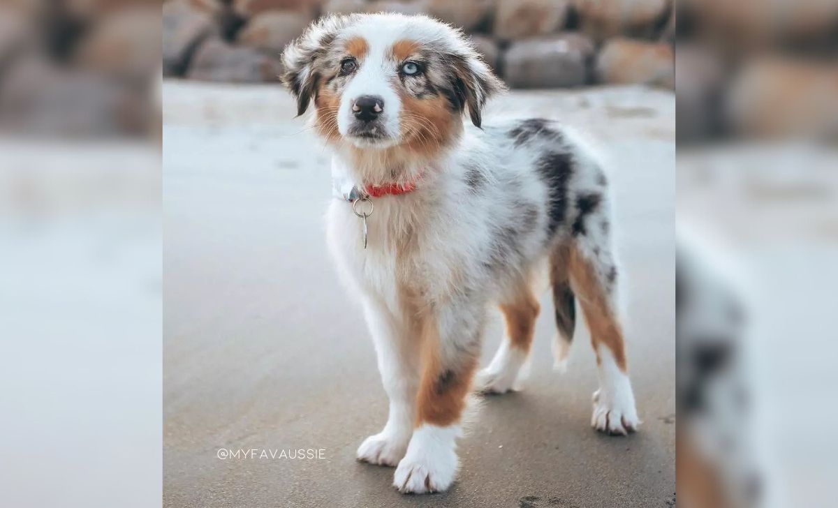 Meet Miniature Australian Shepherd, The Energetic Fur Ball