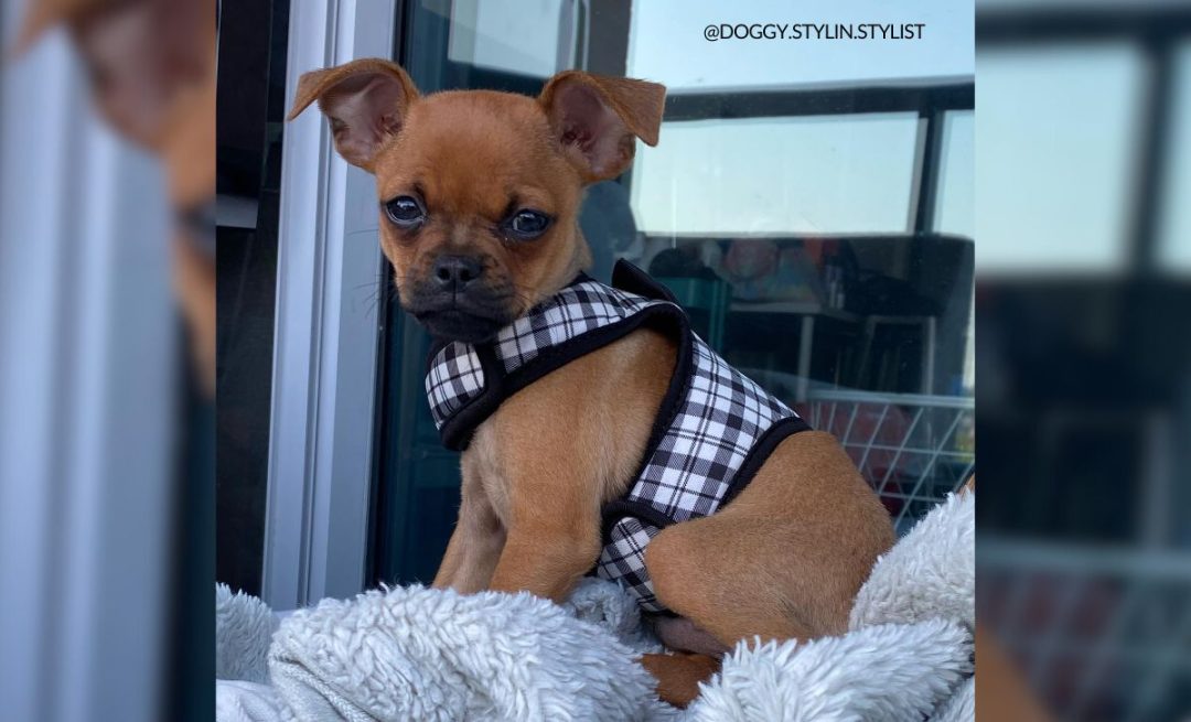 33 Gorgeous Pug Mixes To Make You Smile (With Pictures)