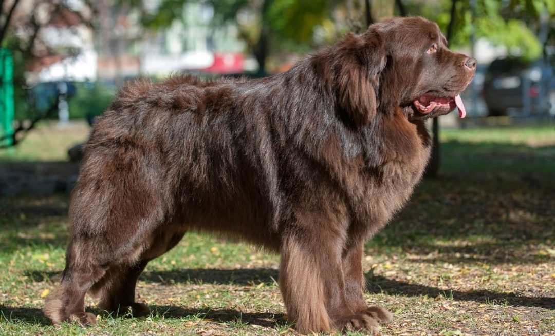 Newfoundland Growth Chart For Raising Your Gentle Giant Right