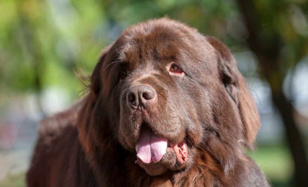 Newfoundland Growth Chart For Raising Your Gentle Giant Right