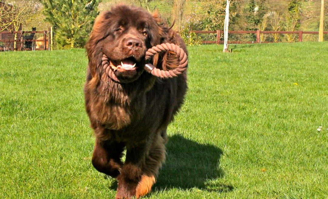 Newfoundland Growth Chart For Raising Your Gentle Giant Right