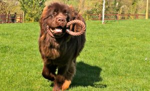 Newfoundland Growth Chart For Raising Your Gentle Giant Right