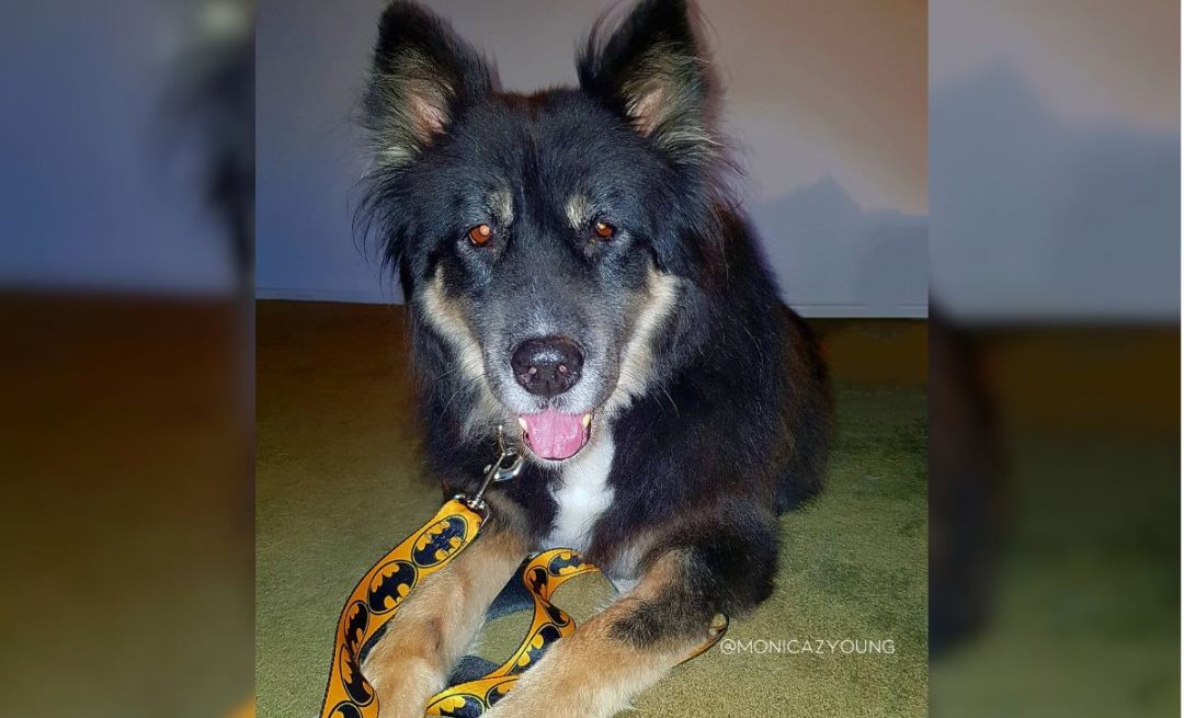 19 Newfoundland Mixes You Must Find Out About (With Pictures)