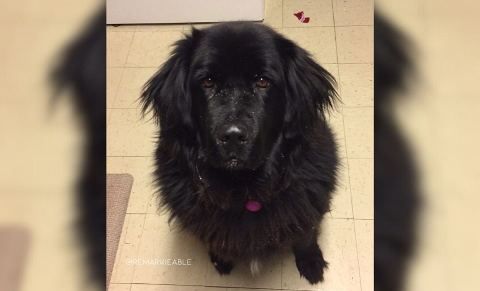 19 Newfoundland Mixes You Must Find Out About (With Pictures)
